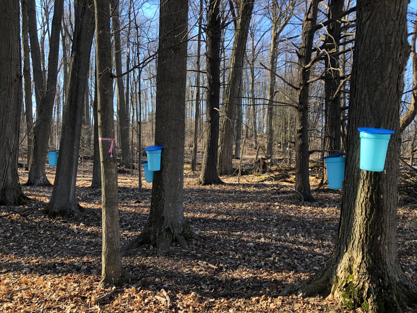 Welcome to Caledon Manor