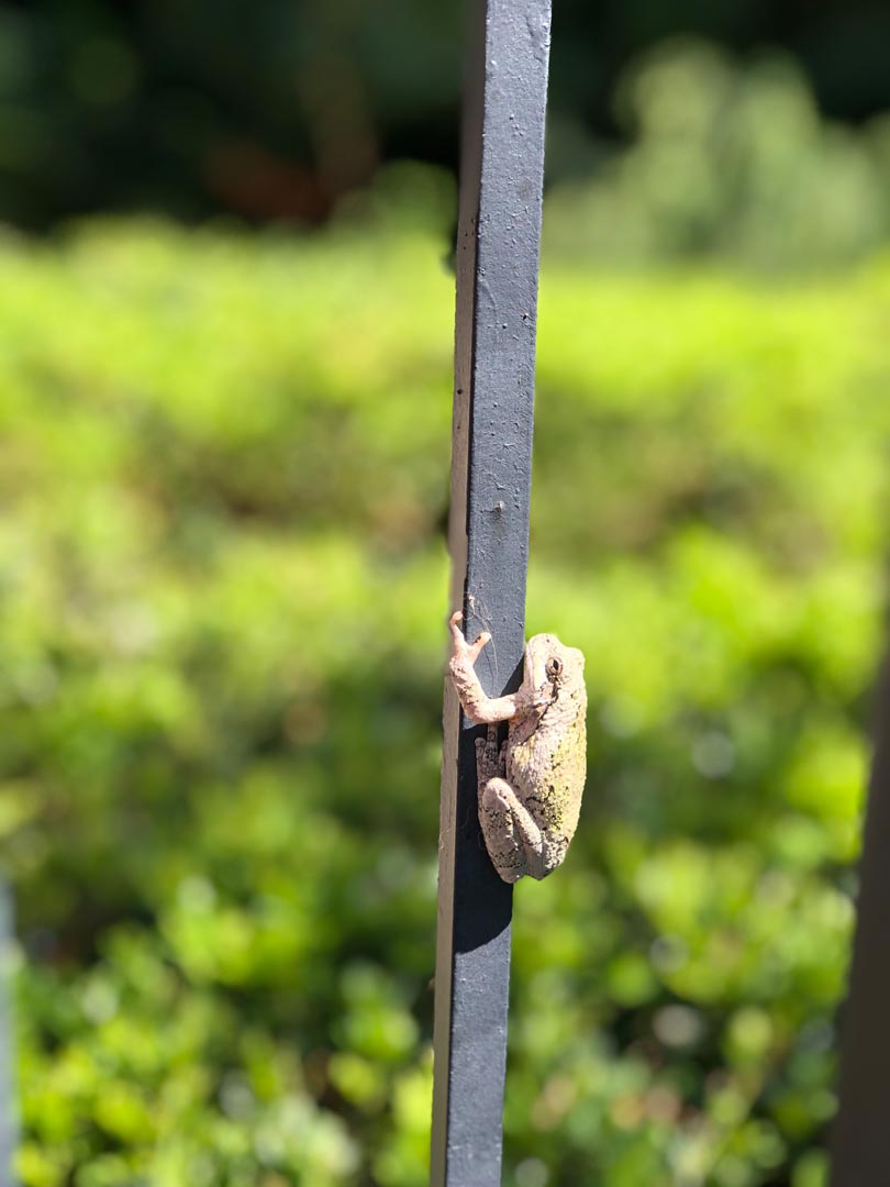 Welcome to Caledon Manor